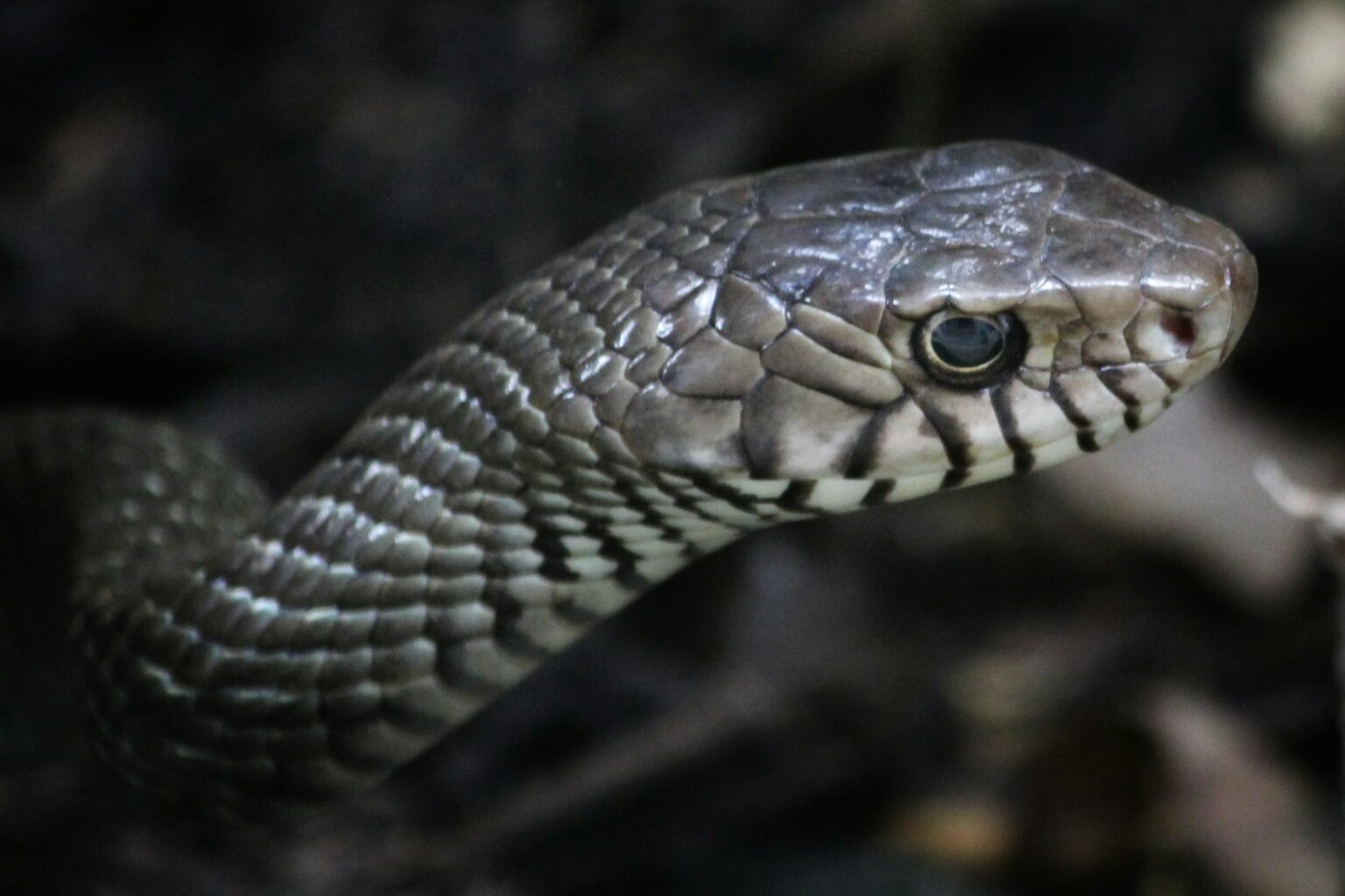 The 7 Most Intelligent Non-Venomous Snakes