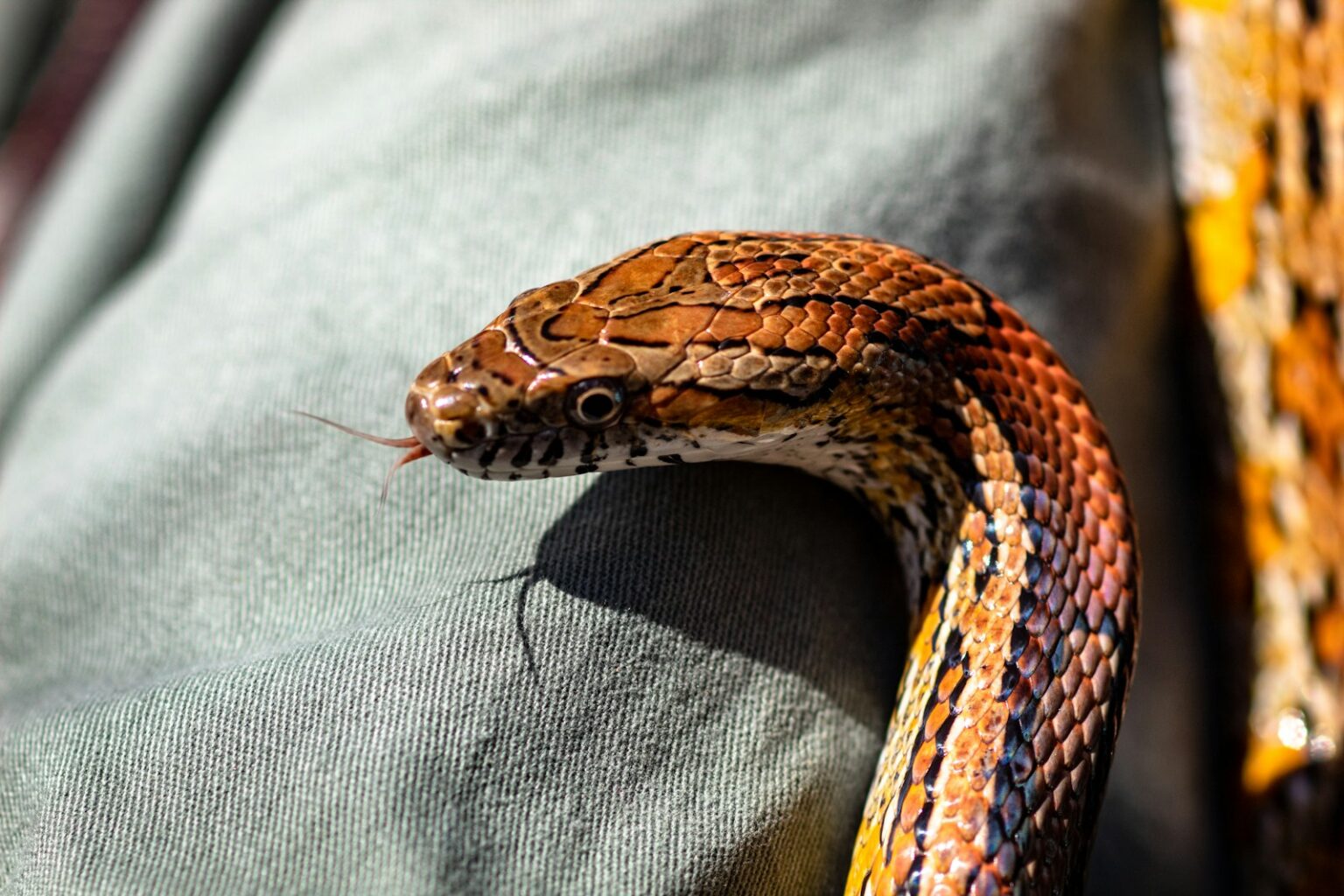 How Snakes Use Their Tongues to “Smell” the World