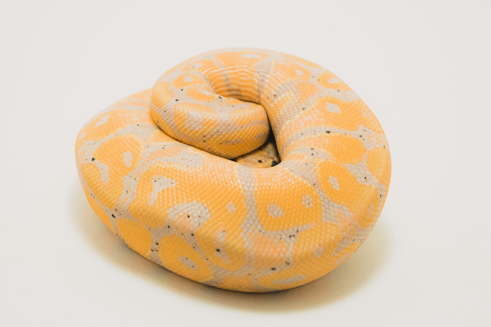 8 Rare Snake Species That Glow in the Dark