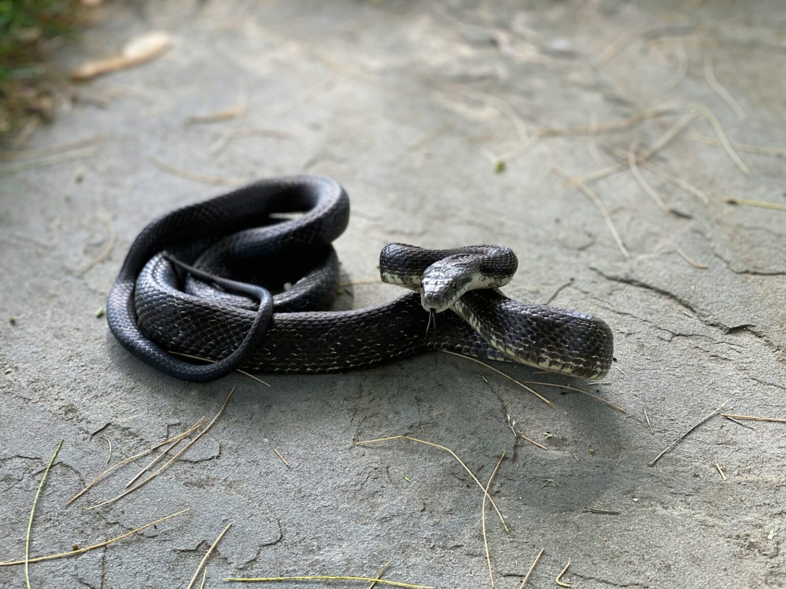Can Snakes Climb Walls? The Truth About Vertical Slithering