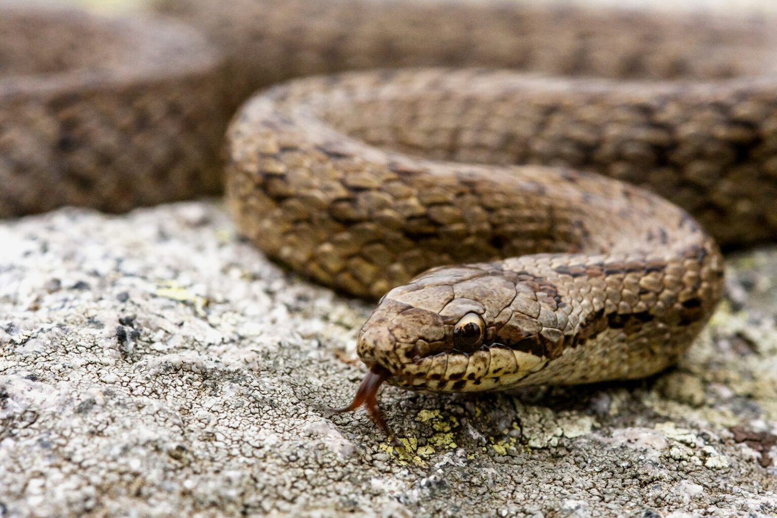 The Role of Snake Venom in Modern Medicine