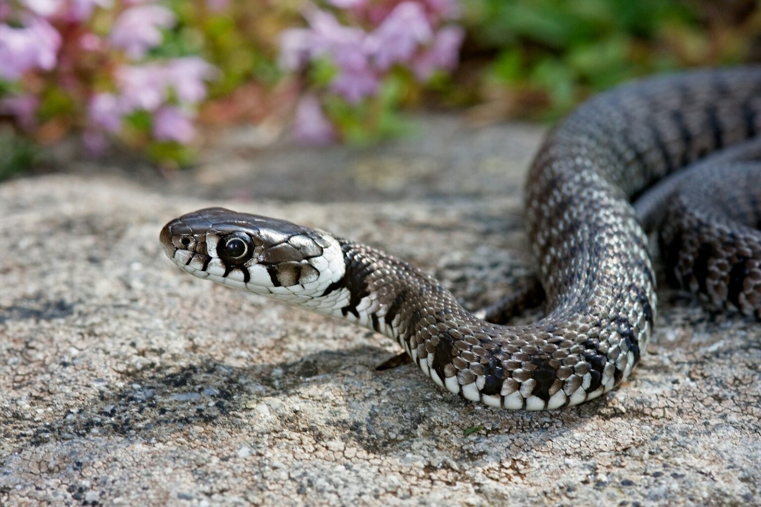 The Truth About Snake “Friendliness” – Do They Bond with Humans?