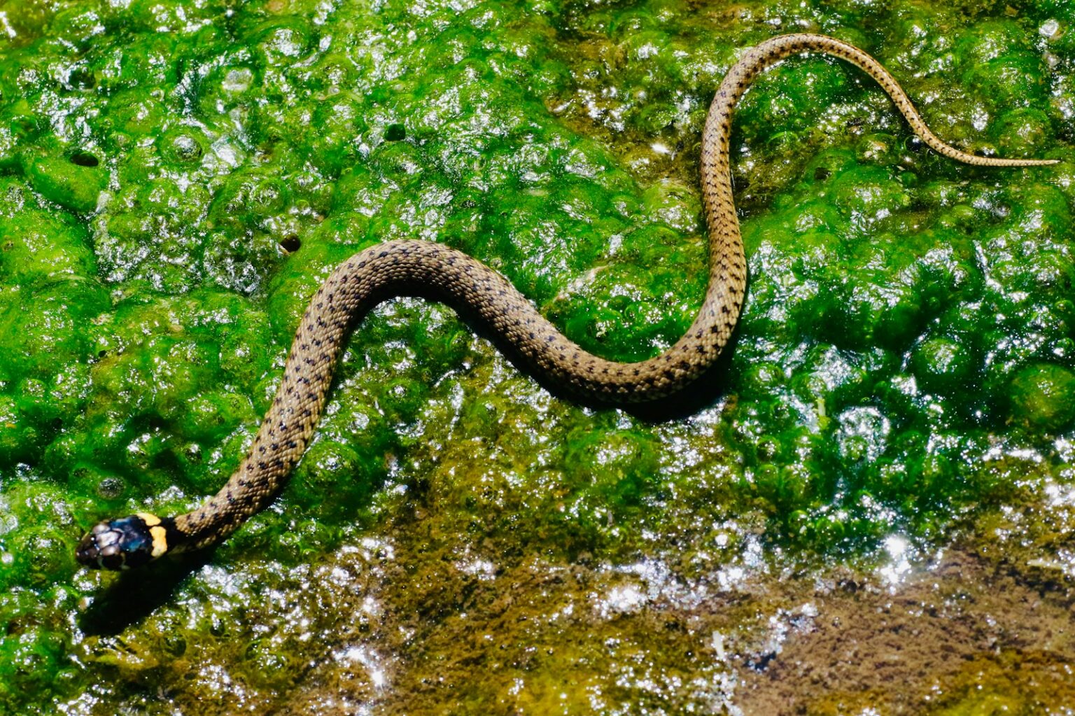 The Truth About Snake “Friendliness” – Do They Bond with Humans?