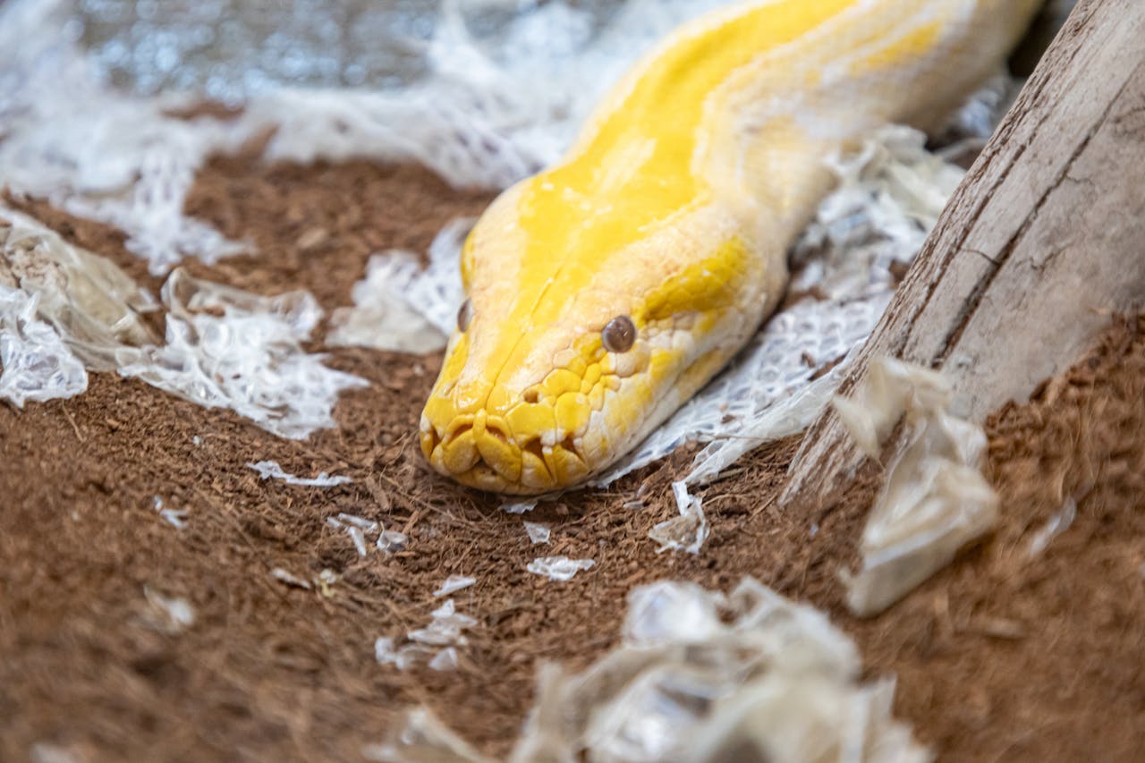 The Snake With See-Through Scales—Fact or Myth?