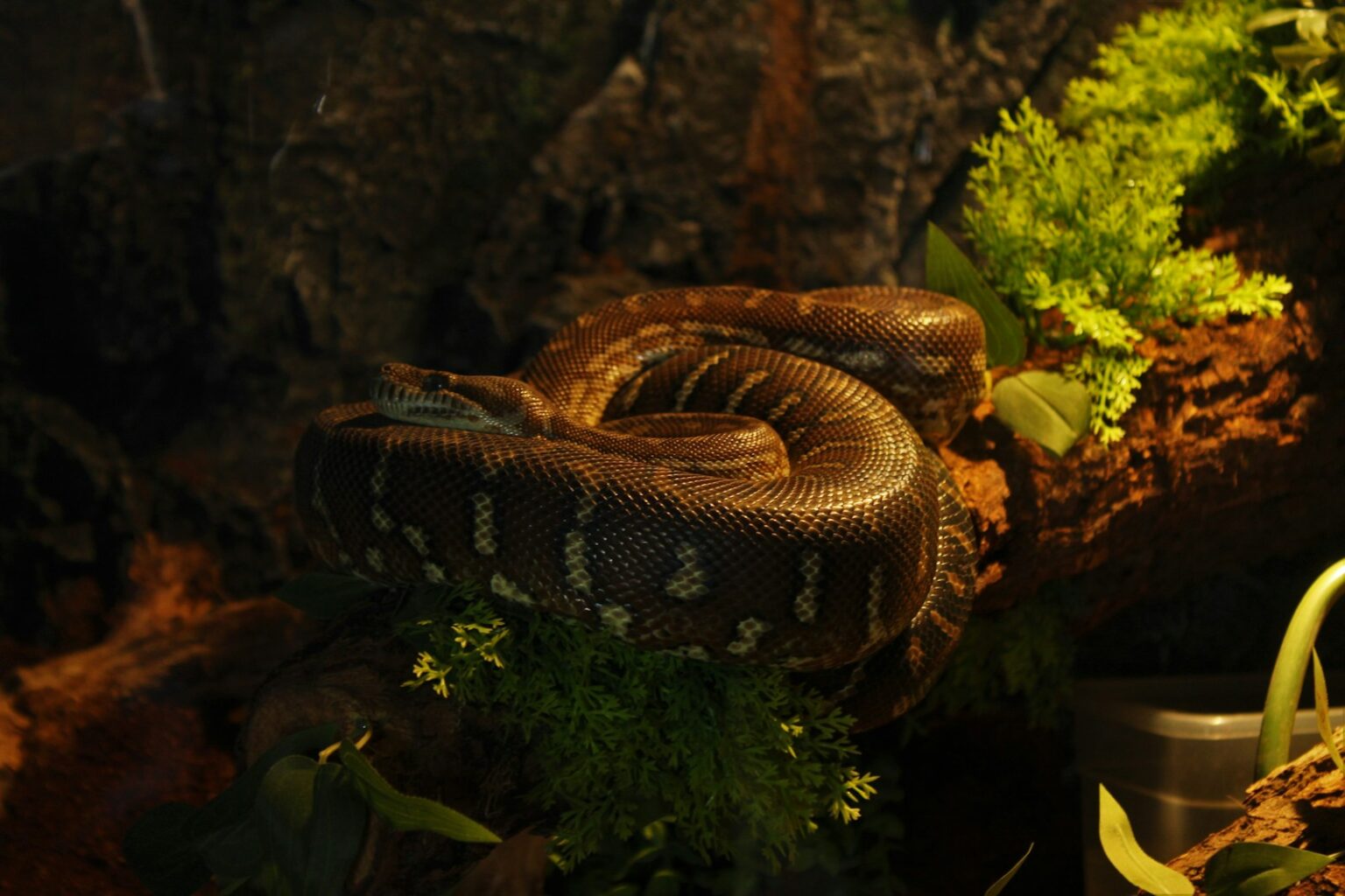 What Happens When Snakes Overheat in the Wild