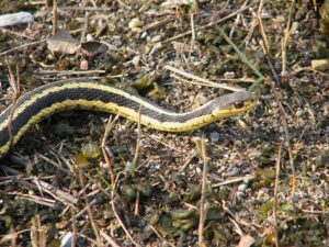 The Snake That Creates a Mating Ball of Up to 50 Individuals