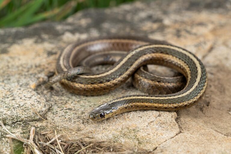 The Secret Language of Snake Hisses