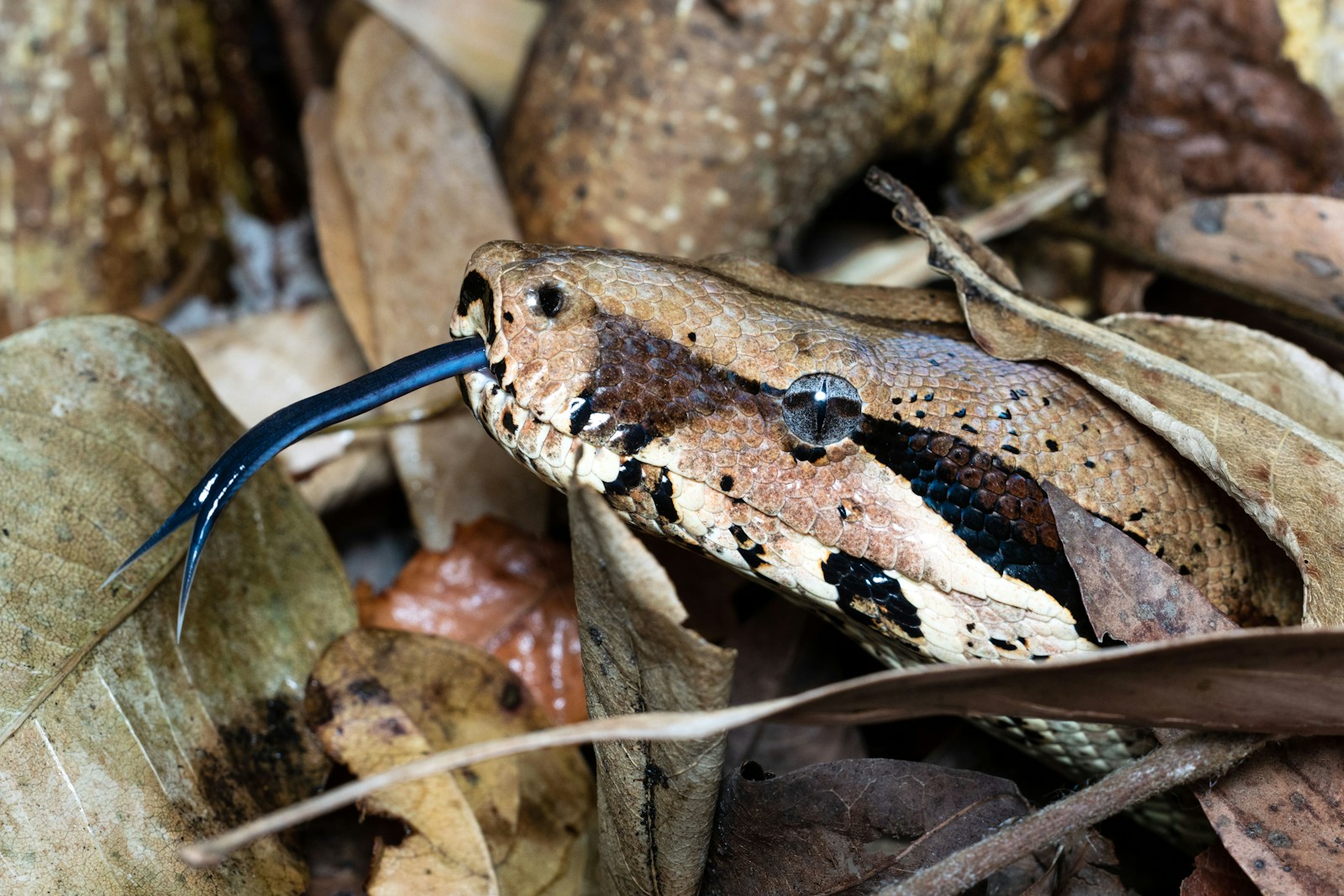 How Snakes Use Their Tongues to “Smell” the World