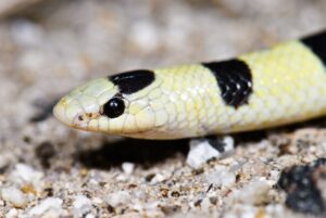 The Science Behind Snake Muscles and Slithering