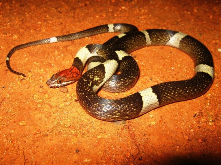 How Snake Breathing Changes During Constriction