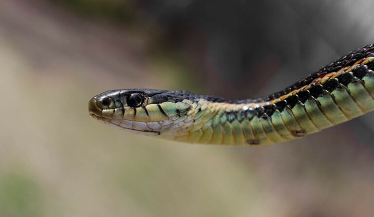 The Snake That Creates a Mating Ball of Up to 50 Individuals