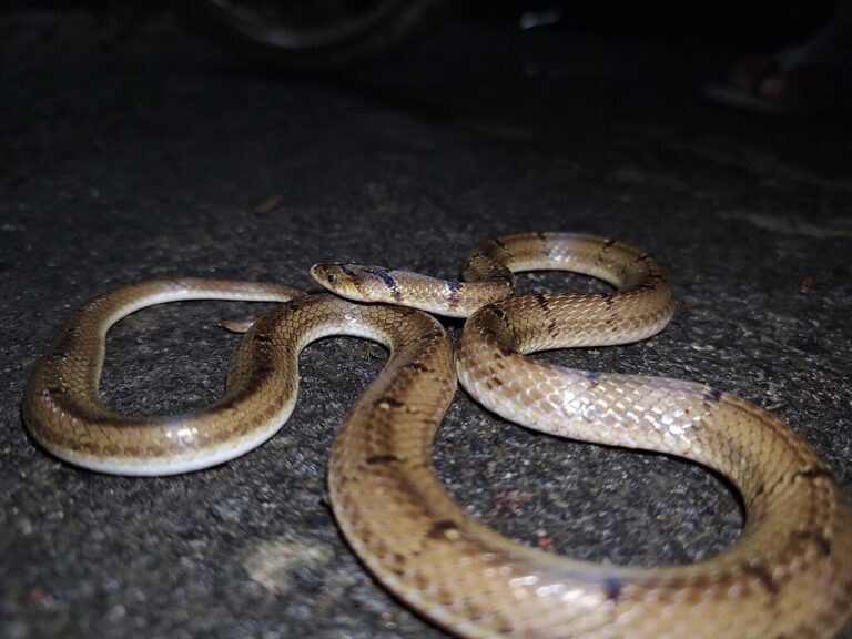 The Most Gentle Pet Snakes for First-Time Owners
