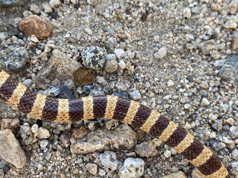 5 Signs Your Snake Is About to Enter Brumation