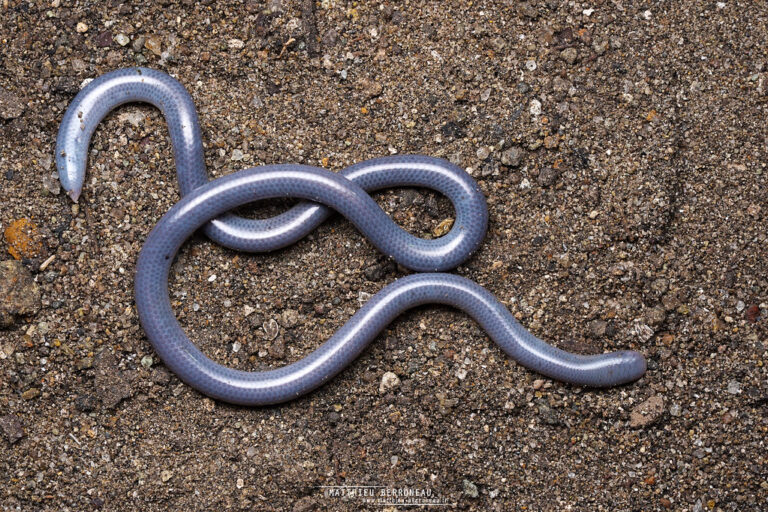 The Snake With See-Through Scales—Fact or Myth?