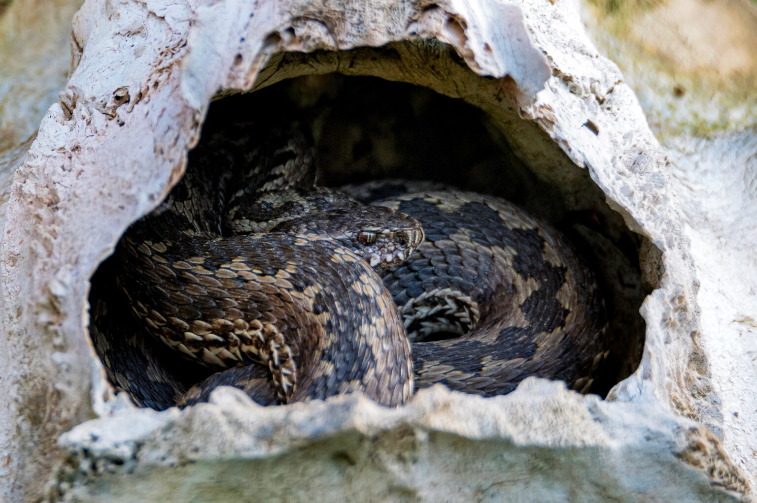 The Snake That Slithers Beneath Ice in Frozen Marshes