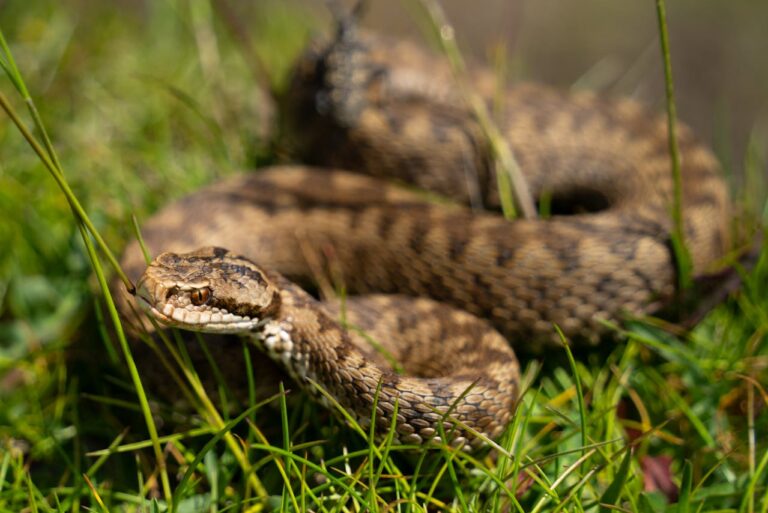 Why Some Venomous Snakes “Dry Bite” With No Venom
