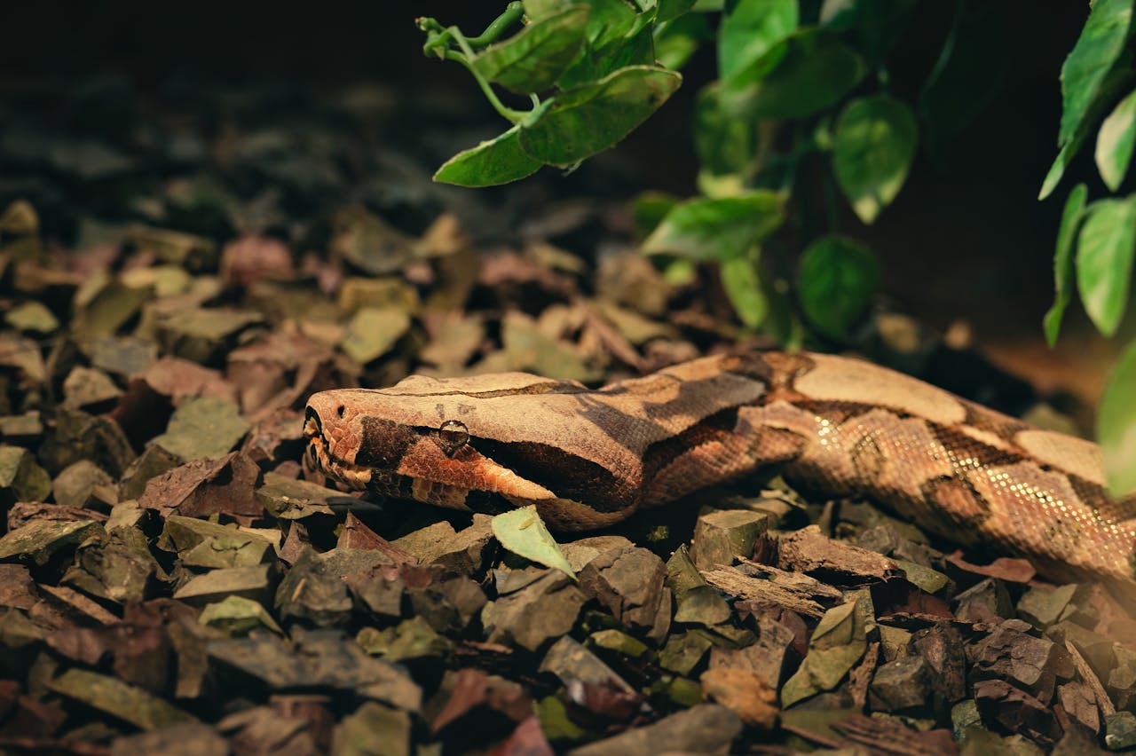 5 Venomous Snakes That Act Friendlier Than You’d Expect