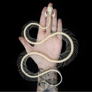 Why Snakes Coil in Tight Spirals After Large Meals