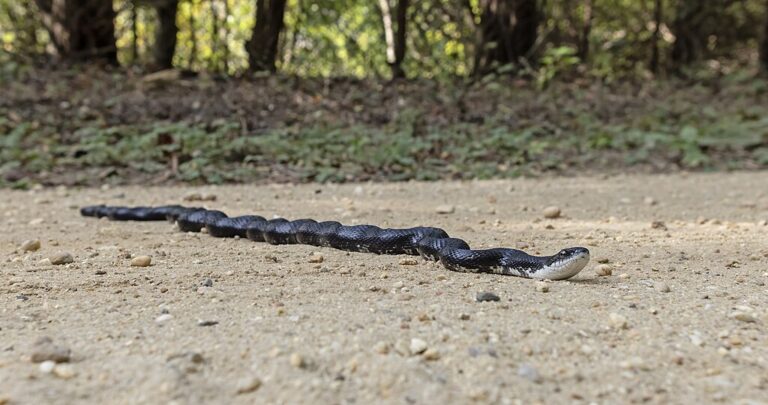 Why Some Snakes Seem to “Stalk” Humans – Explained