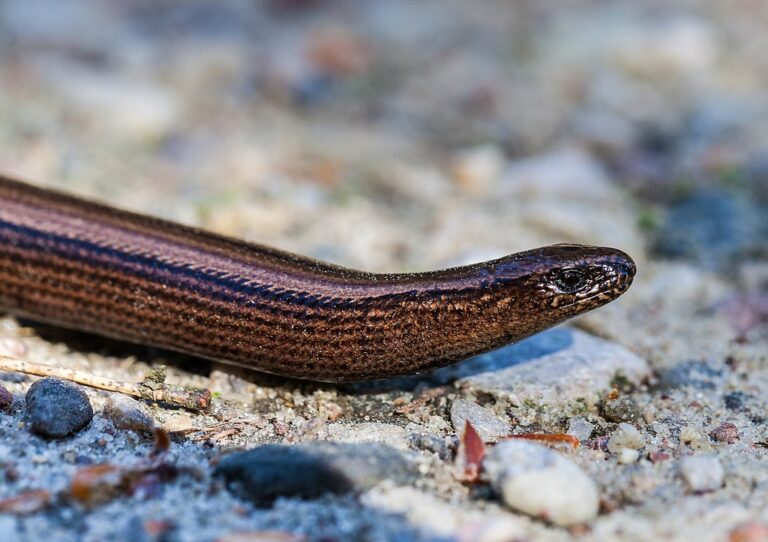 Why Snake Skin Texture Varies So Widely