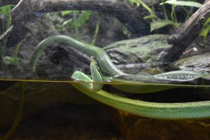 How Snake Breathing Changes During Constriction