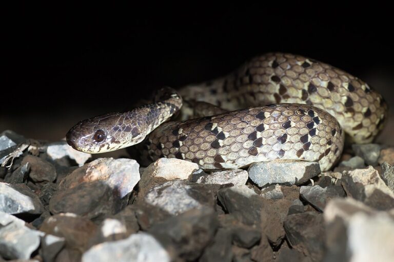 What Scientists Learned From a Snake That Bit Itself