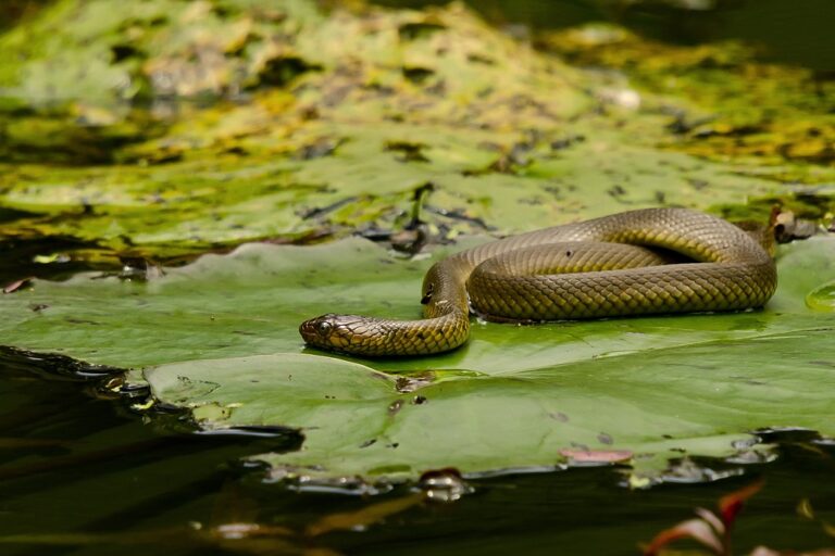 What Scientists Learned From a Snake That Bit Itself