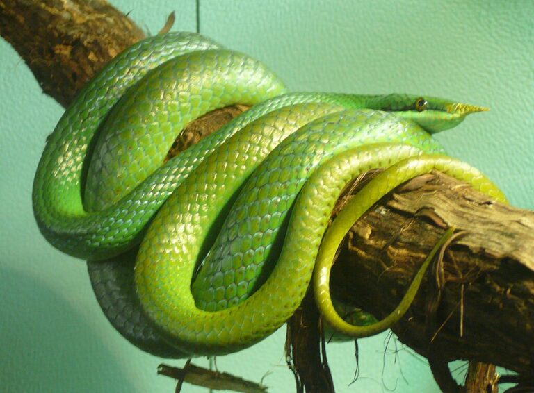 How to Help a Snake Recover from a Stuck Shed