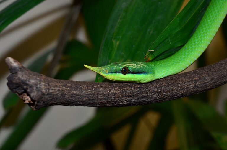 How Snake Breathing Changes During Constriction