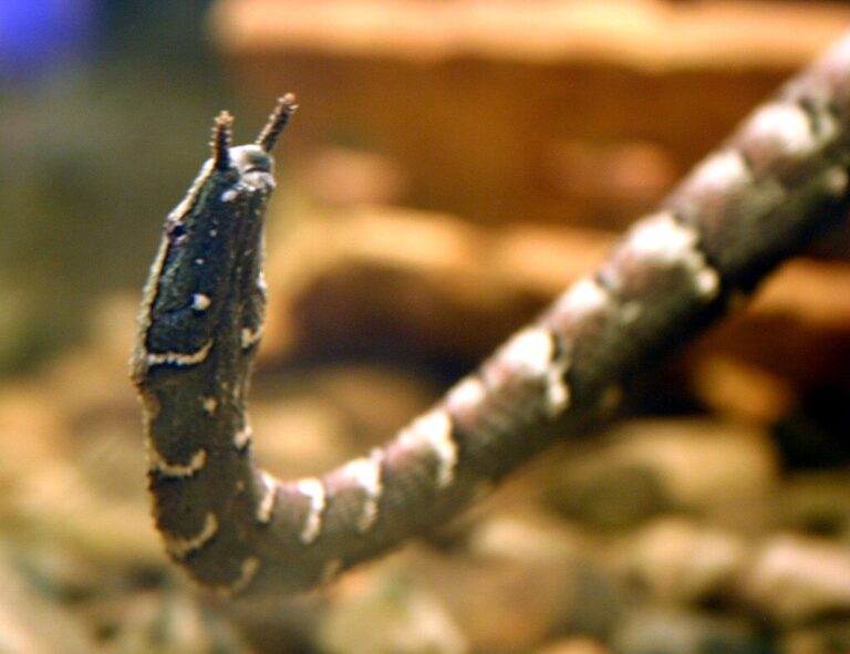 How to Help a Snake Recover from a Stuck Shed