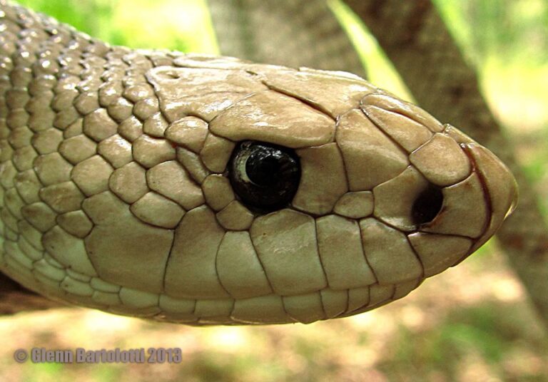 Why Snake Head Shape Varies So Greatly by Habitat