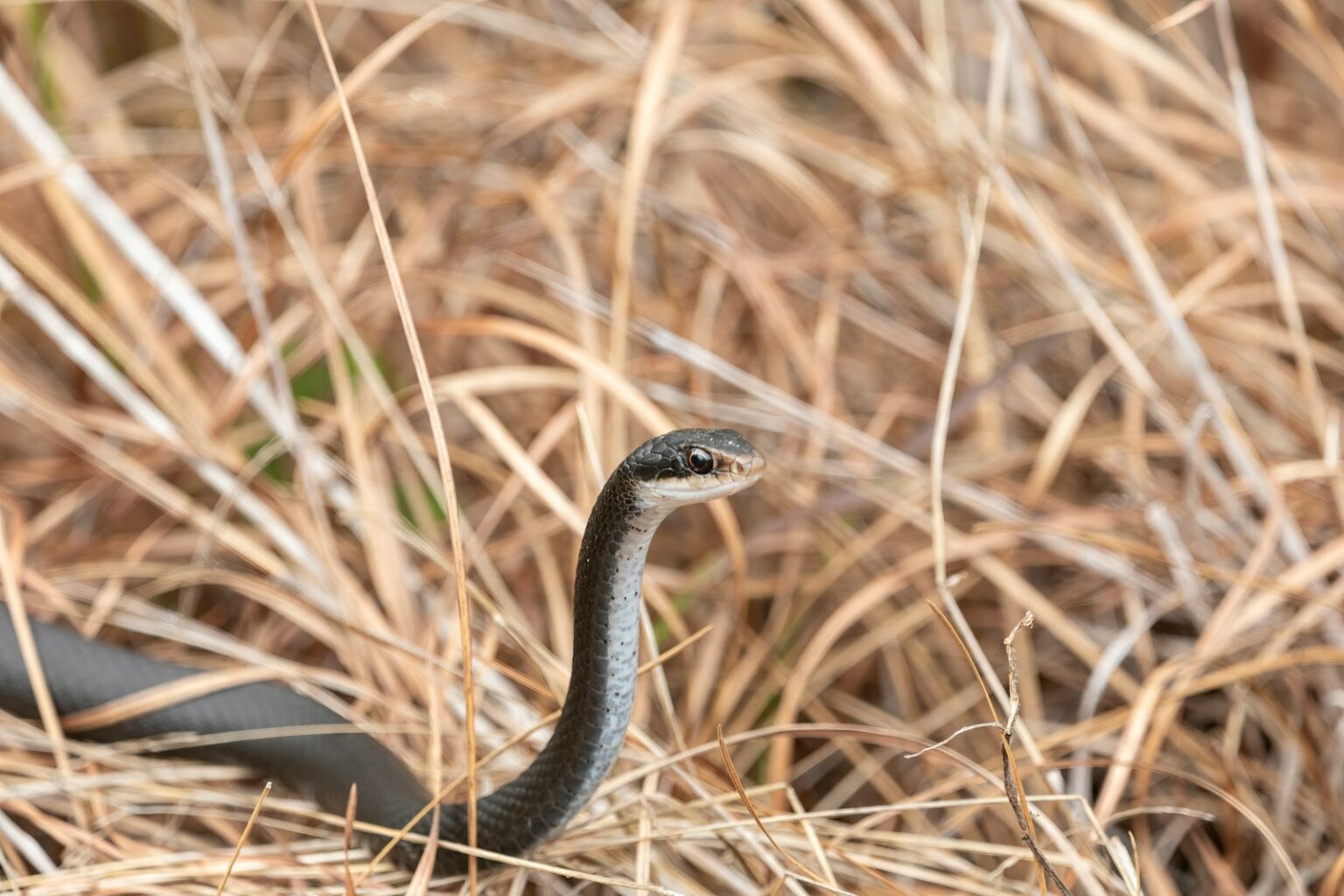 What Scientists Learned From a Snake That Bit Itself