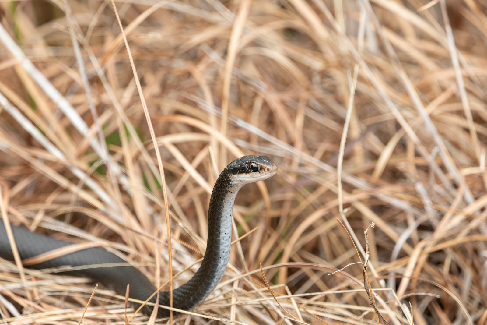 What Scientists Learned From a Snake That Bit Itself